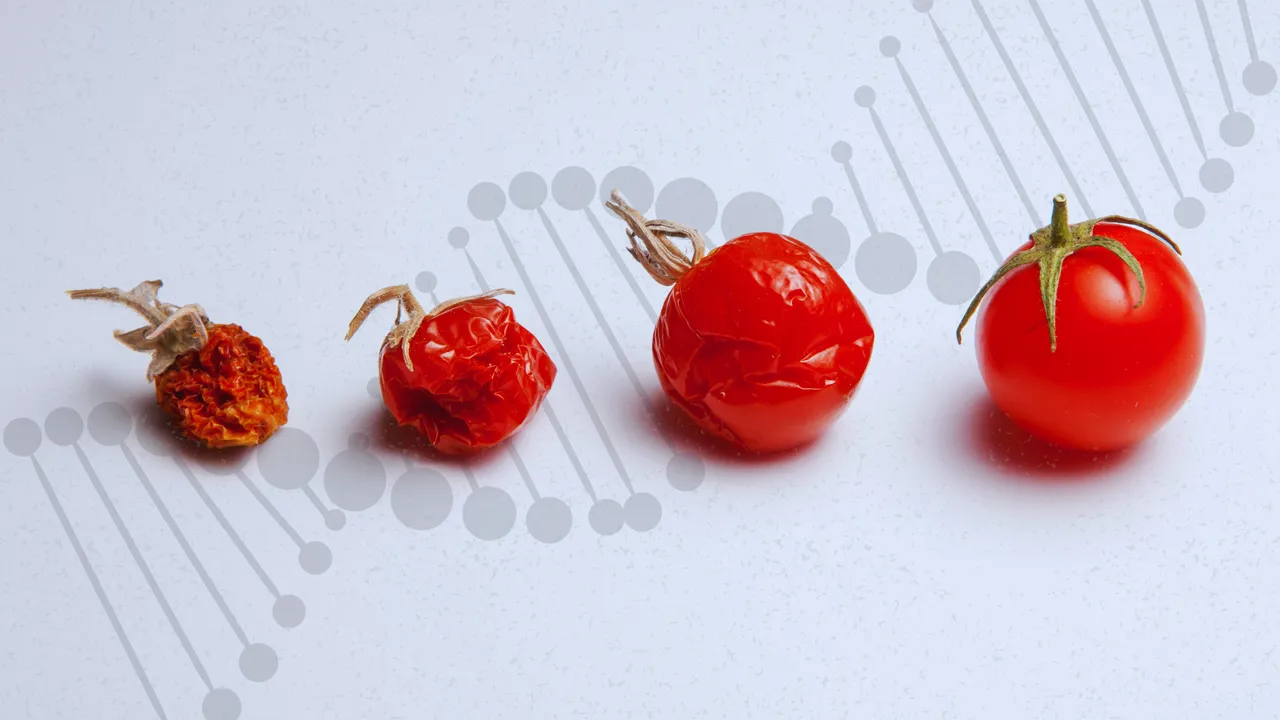 Food Franchising Evolution in a Health-Conscious World