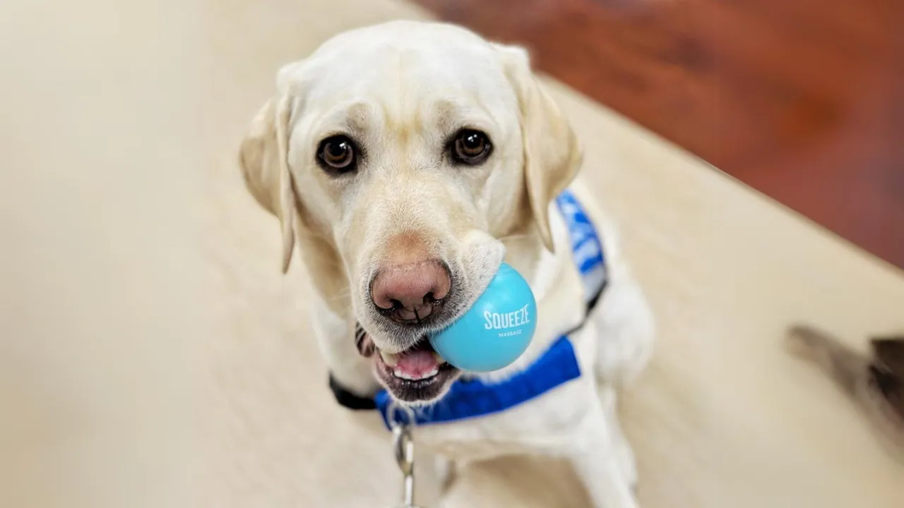 Squeeze Massage and Canine Companions Partnership | Making a Difference ...