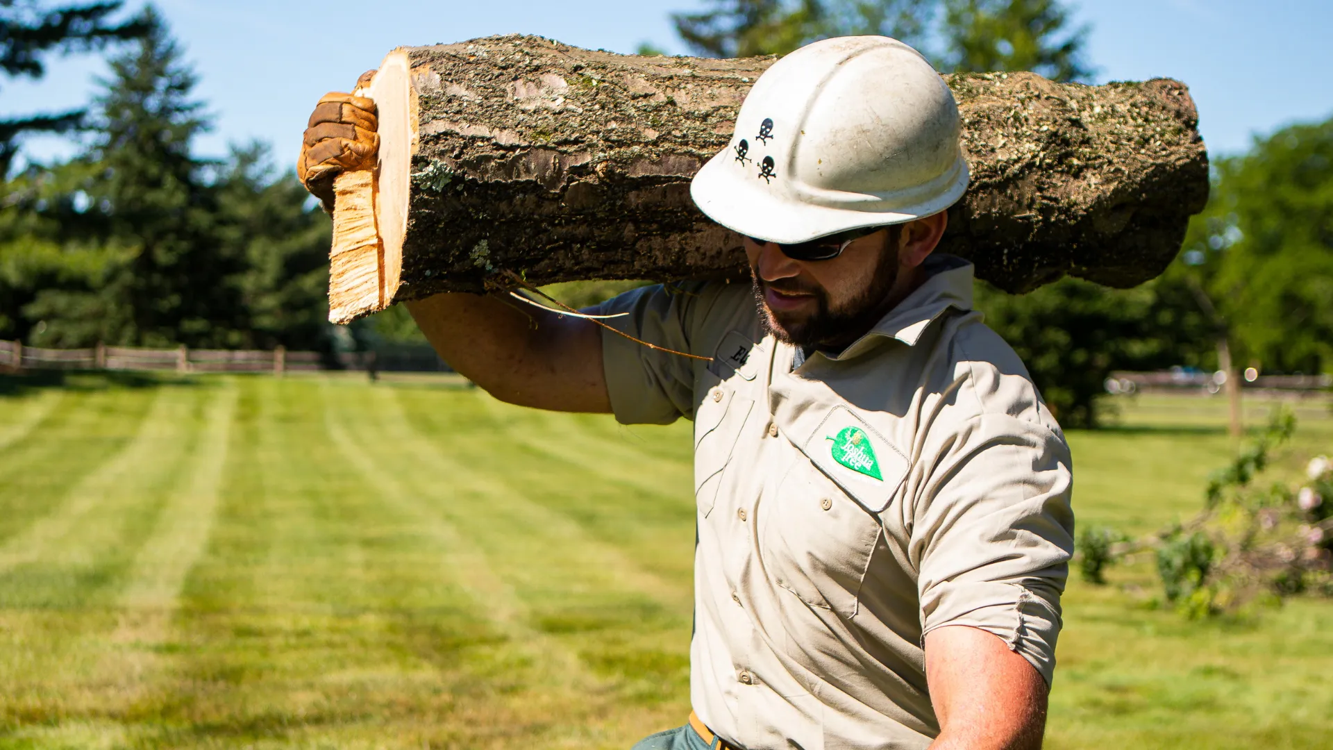 How Joshua Tree Experts Compares to Monster Tree Services